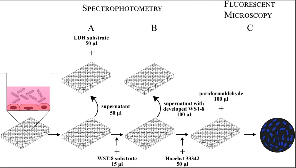 Hoechst 33342 *Ultrapure Grade* - CIDSA