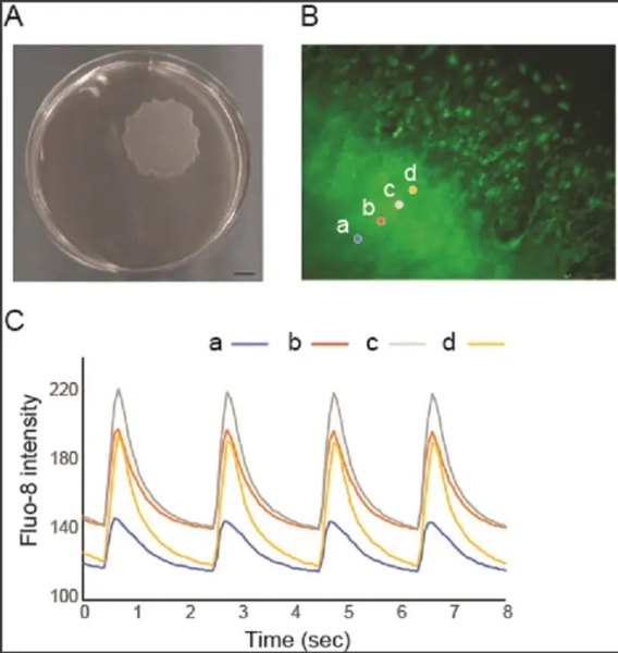 Screen Quest™ Fluo-8 No Wash Calcium Assay Kit - CIDSA