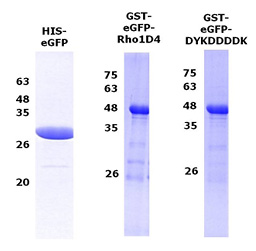 Proteina eGFP (His-tag) - CIDSA