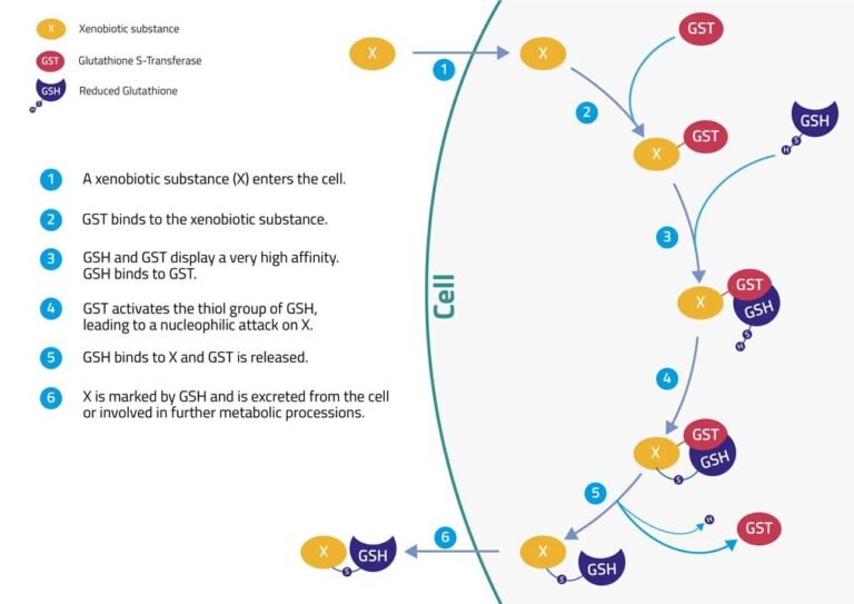 GST-Tag : Definición y Datos - CIDSA