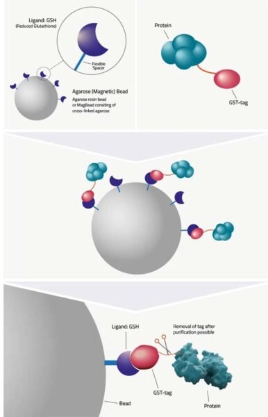 GST-Tag : Definición y Datos - CIDSA