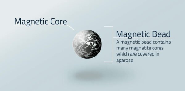 Guia de perlas magneticas para la purificacion de proteinas.