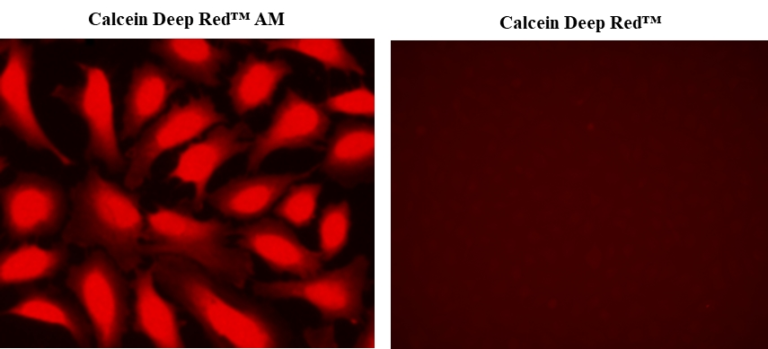 Calcein Deep Red™, sonda fluorescente - CIDSA